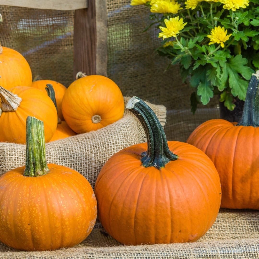 PUMPKIN POWER: PUMPKIN'S HEALTH BENEFITS AND DELICIOUS WAYS TO ENJOY